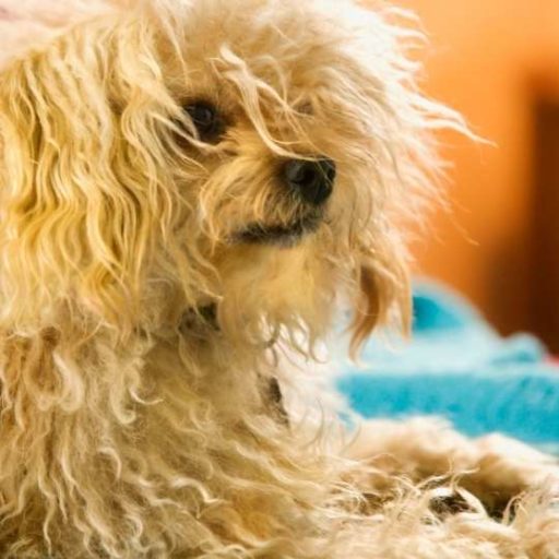 RULOS en CANICHES: Lacio vs. Rizado - ¡Descúbrelo!