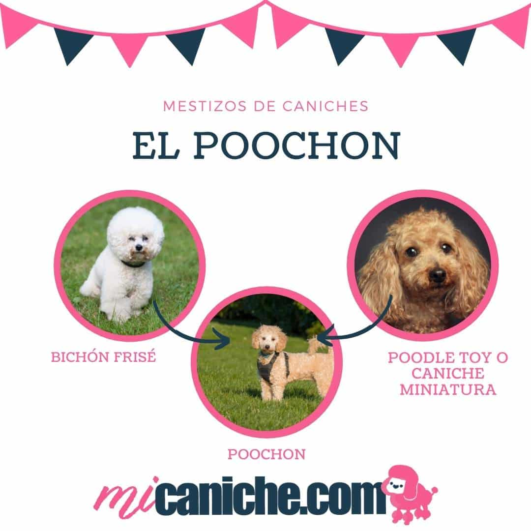 Perros MESTIZOS de CANICHE ¡Descubre su DULZURA!