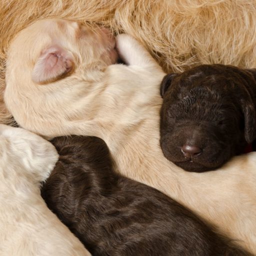 RULOS en CANICHES: Lacio vs. Rizado - ¡Descúbrelo!