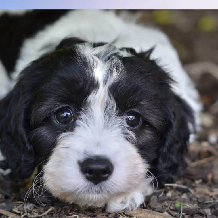 Perros MESTIZOS de CANICHE ¡Descubre su DULZURA!