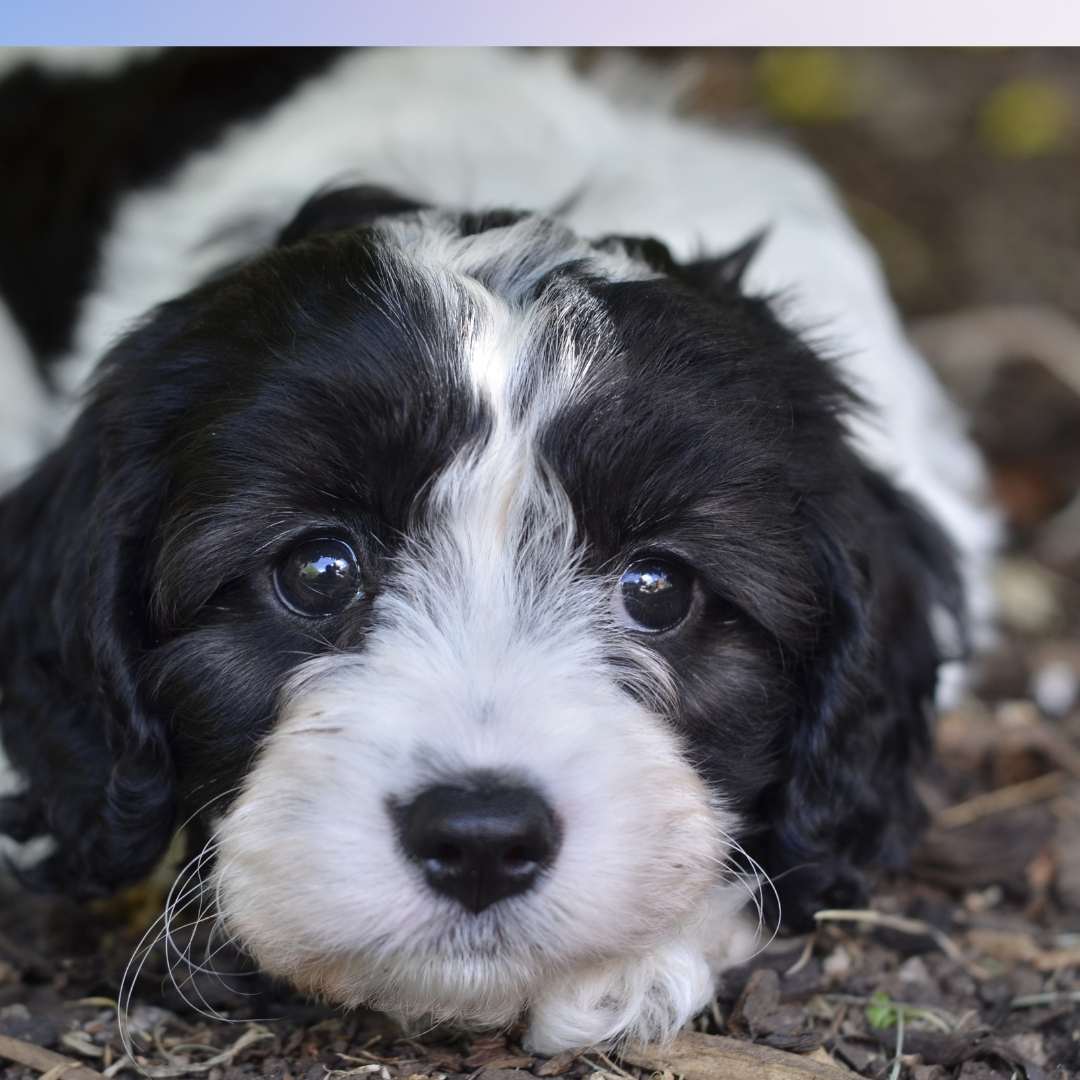 Perros MESTIZOS de CANICHE ¡Descubre su DULZURA!