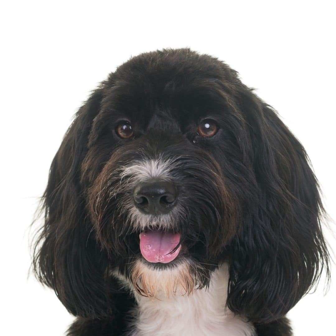 Cockapoo: la GUÍA DEFINITIVA que NECESITAS