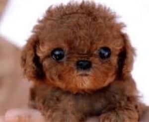 El caniche MICRO TOY - Descubre su ENCANTO ÚNICO