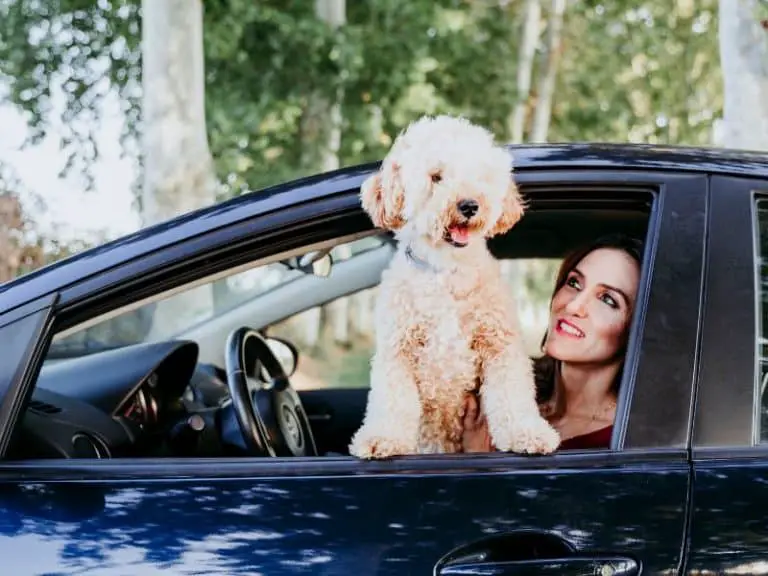 Cómo CALMAR la ANSIEDAD del PERRO en el AUTO - 3 TIPS